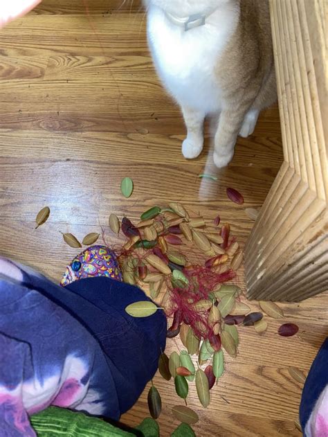 Leaf Armor I Created 3 Hours Of Work Rinteresting