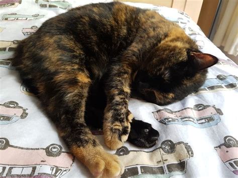 Pin On Torti Cats Sleepy Kitten Pretty Cats Cats