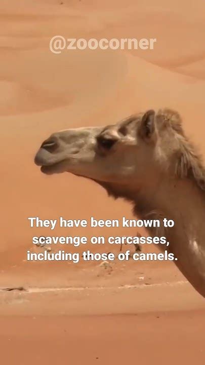 Camel Spider This Spider Can Scavenge On Carcasses Of Camels Youtube