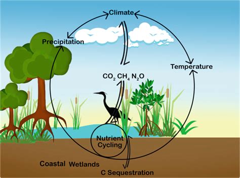 Preserving The Blue Carbon The Role Of Coastal Wetlands In Sustainable
