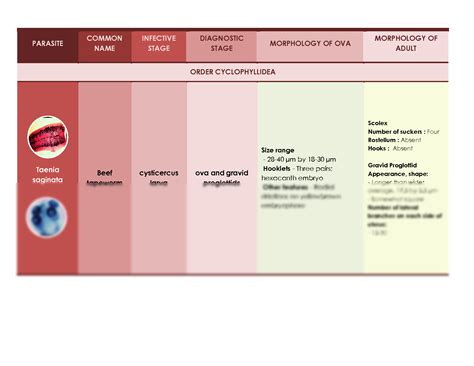 Solution Order Cyclophyllidea Taenia Spp Cestodes Comparison Studypool