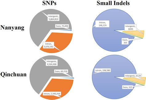 The Number Of Snps And Small Indels Distributed In The Nanyang And Download Scientific Diagram