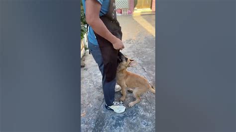 视频无剪切，一镜到底，四月小狗秀出真本事 马犬幼犬 训犬师阿金 马犬魅力 宠物训练 科目马犬金哥乡村宠物服务中心 Youtube