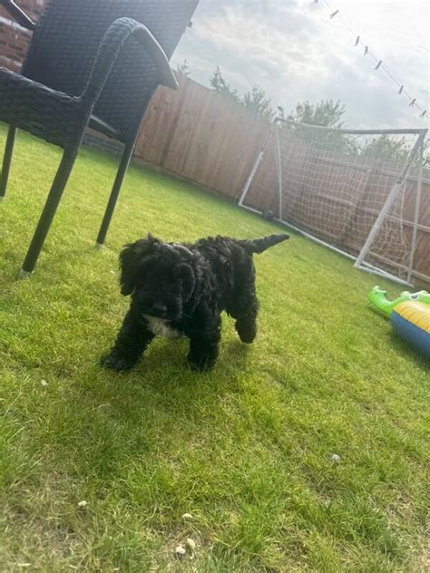 Beautiful Boy Cockapoo For Sale In Loughborough Leicestershire