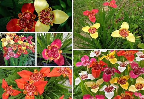 Tigridia How To Grow The Amazing Tiger Flower Plant In Your Garden