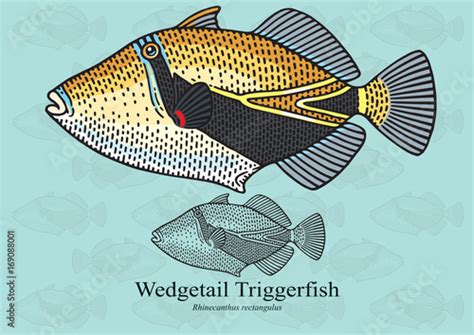 Wedgetail Triggerfish Reef Triggerfish Hawaiian Rectangular Vector