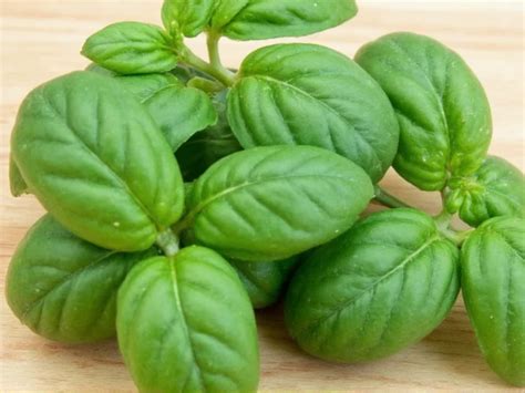 1 4 Cup Fresh Basil To Dried Exact Conversion Ratio