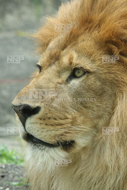 ライオン ≪写真素材・ストックフォト≫ Nnp Photo Library