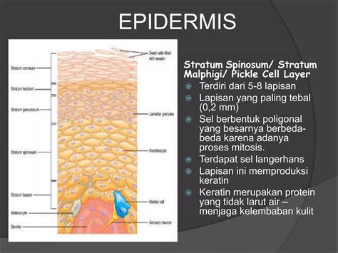 Anfis Integumen Pptx