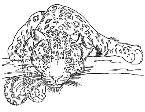 Realistic Leopard Coloring Page Coloringbay