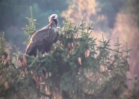 Kurzemes Pusē Novērots Latvijai Neierasts Putns