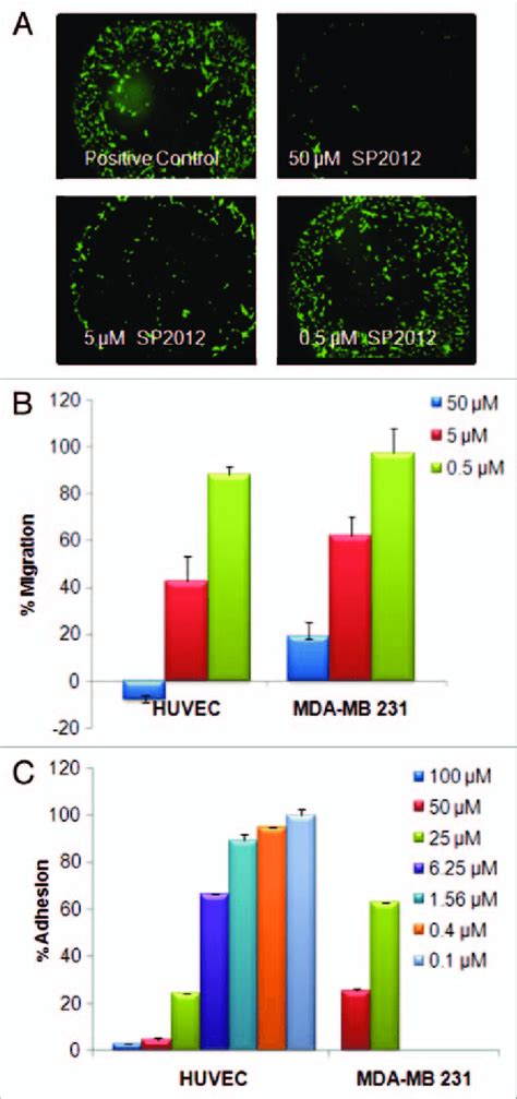 Effect Of The Peptide On Inhibition Of Adhesion And Migration Of Cells