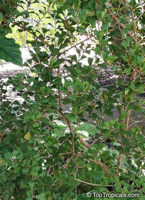 Ficus Deltoidea Mistletoe Fig Top Tropicals Plant Encyclopedia