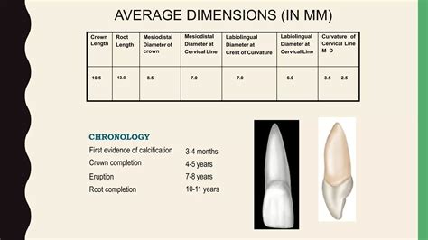 Maxillary Central Incisor Pptx