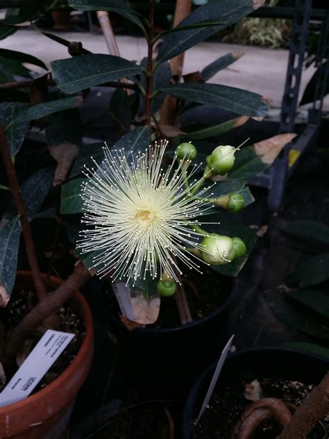 Botany Tree Identification Biology Stack Exchange