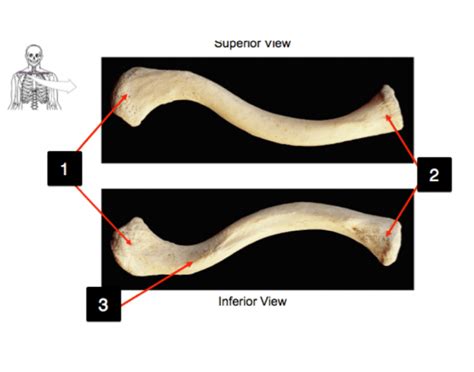 Right Vs Left Clavicle