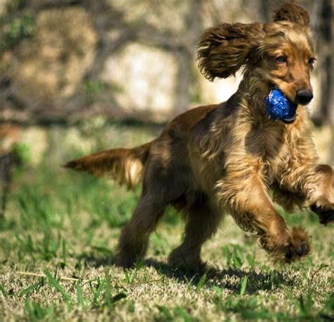15 Boxer Mixes Loyal And Playful Partners Boxer Mixed Breeds