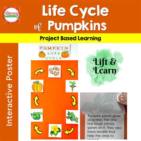 Fun Pollination Stem Activity For Plant Life Cycle Lessons The