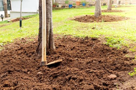 Aeration And Fertilization In Toronto Van Dykes Tree Care Ltd