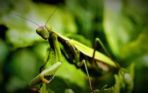 Green Insect Mantis Online Jigsaw Puzzles