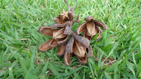 Sementes De Cedro Cedar Seads Photo By Neusa Freitas São Paulo Brasil Insects Seeds