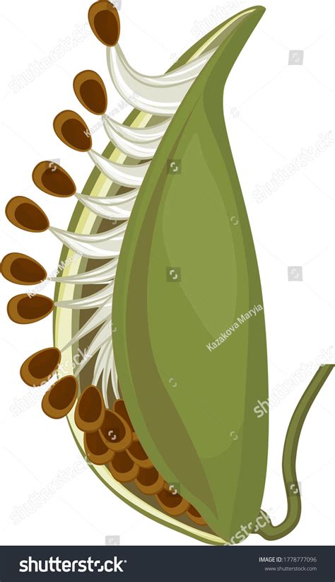 Dry Fruit Follicle Isolated On White Stock Vector Royalty Free