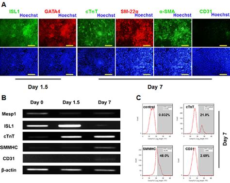 Figure 2 From Porous Nanofibrous Polyl Lactic Acid Scaffolds Supporting Cardiovascular