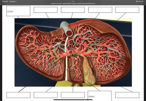 Liver Inside Diagram Quizlet