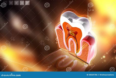 Teeth Cross Section Stock Illustration Illustration Of Medicine 48569786