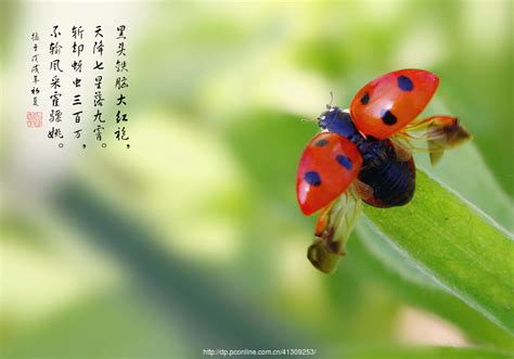 【七星瓢虫摄影图片】生态摄影 Qz41309253 太平洋电脑网摄影部落