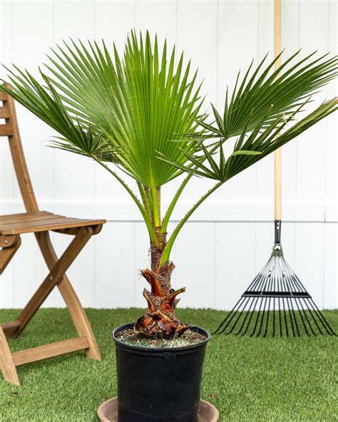 Washingtonia Robusta نخيل واشنطن Plant And Pot Co