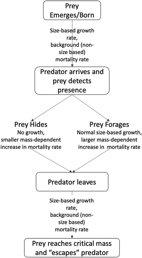 Model Diagram Capturing Key Components Of The Growth Mortality And