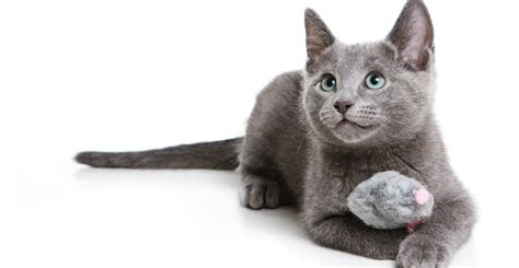 Russian Blue Trouble And Trix Cat Breed Guide