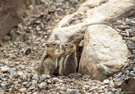 Nature And Wildlife Photography Fm Forums