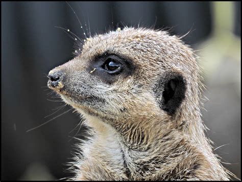 Wild Animal Faces By Brandish Ephotozine