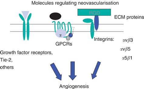 Molecules Regulating Angiogenesis Growth Factor Receptors Other