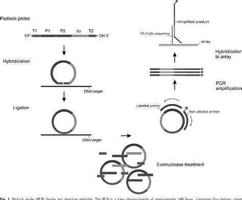 Figure 1 From A Universal Microarray Detection Method For Identification Of Multiple