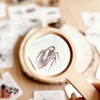 Insect Flash Cards Magnifying Glass Montessori Matching Activities