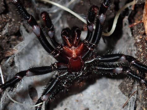 The Deadliest Spider Bite Cases Ever Recorded Insect Hive