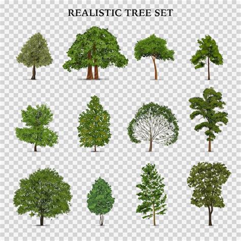 Tree Vectors And Illustrations For Free Download Freepik