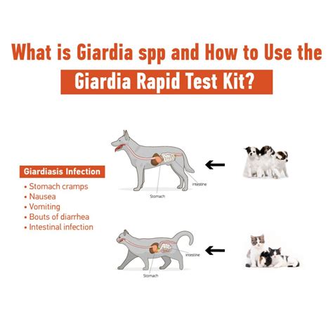 What Is Giardia Spp And How To Use The Giardia Rapid Test Kit Rapid