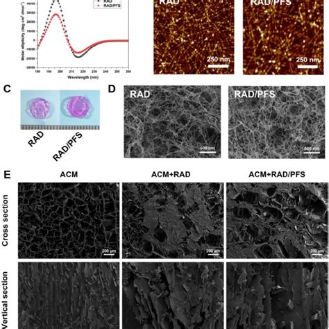 Structural Characterization Of Self Assembling Peptide Hydrogels And Download Scientific