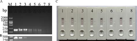 Sensitivity Of The Ckchpv Mira Lfd Amplification A Agarose Gel
