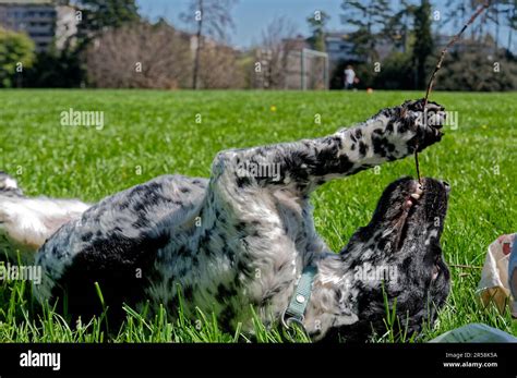 Black And White Cocker Spaniel Chewing A Branch While Being Playful In