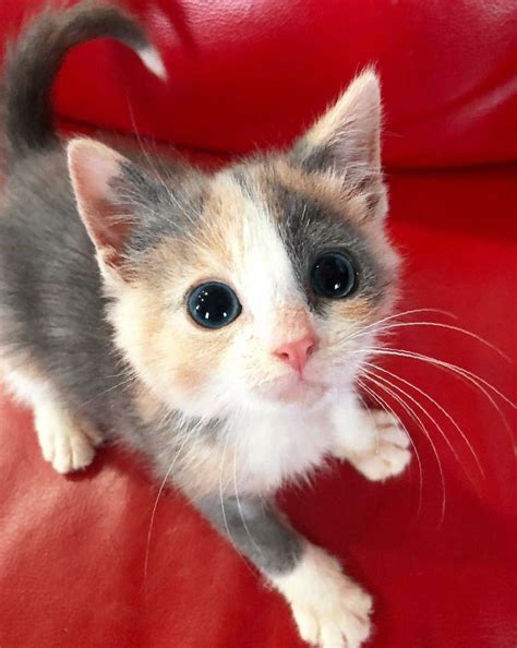 3592 Best Rcute Images On Pholder A Tail Of Two Kitties