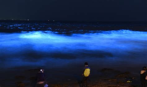 鎌倉夜光虫 鎌倉 夜光虫 時期 青く光る波 海は夜光虫でいっぱいだ Uauob