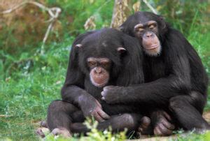 Evolution Is Aimless How Else Do We Explain External Testicles