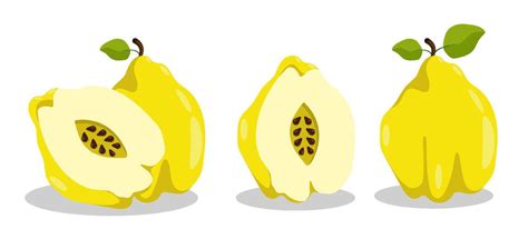 Quince Fruit Salad Vector Art Icons And Graphics For Free Download