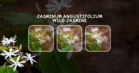 Jasmine Vs Honeysuckle Differences And Similarities