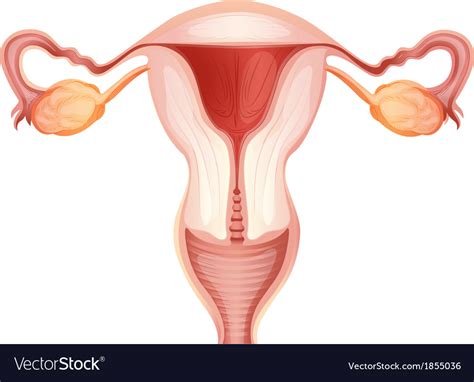 Sexual Reproduction Diagram Quizlet
